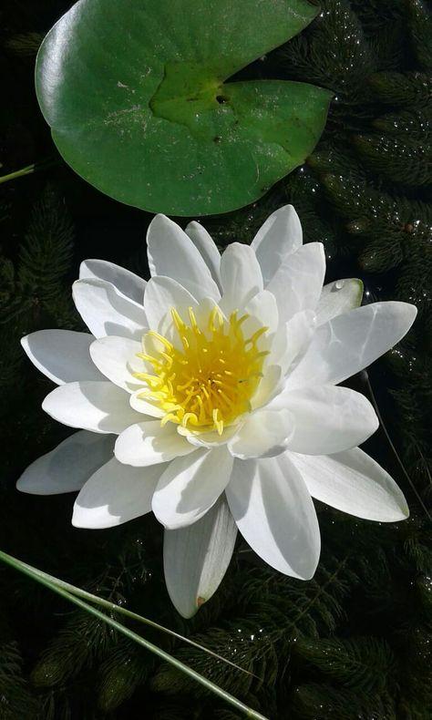 White water rose (Nymphaea alba) Care Guide: Pests, Diseases, Watering ...