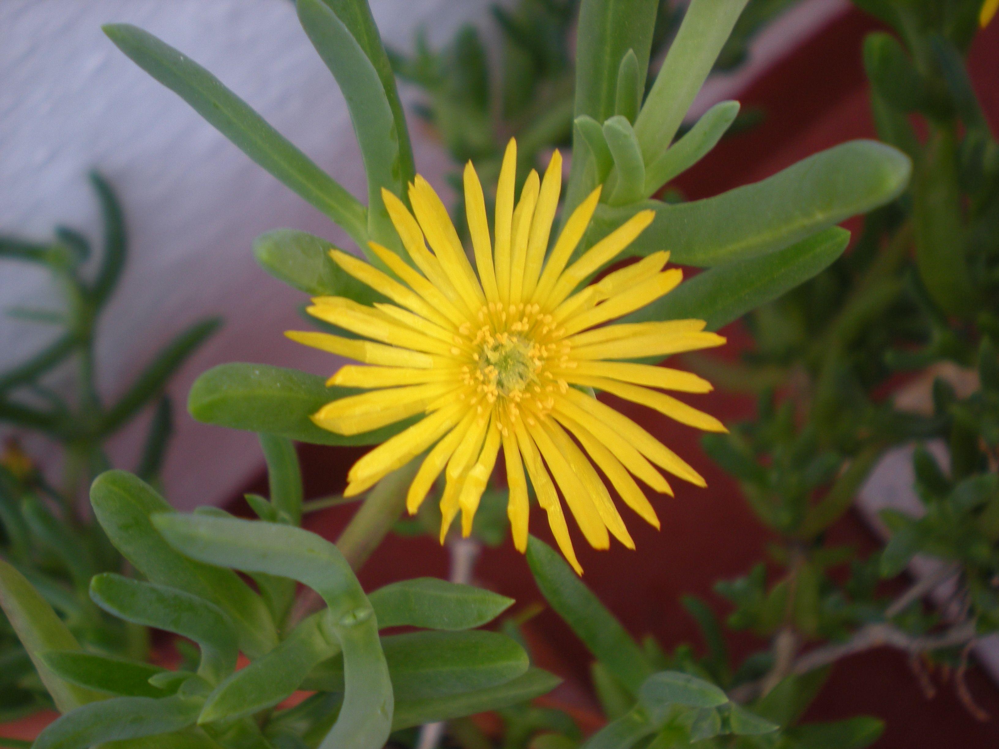 Coppery mesemb (Malephora crocea) Care Guide: Pests, Diseases, Watering ...