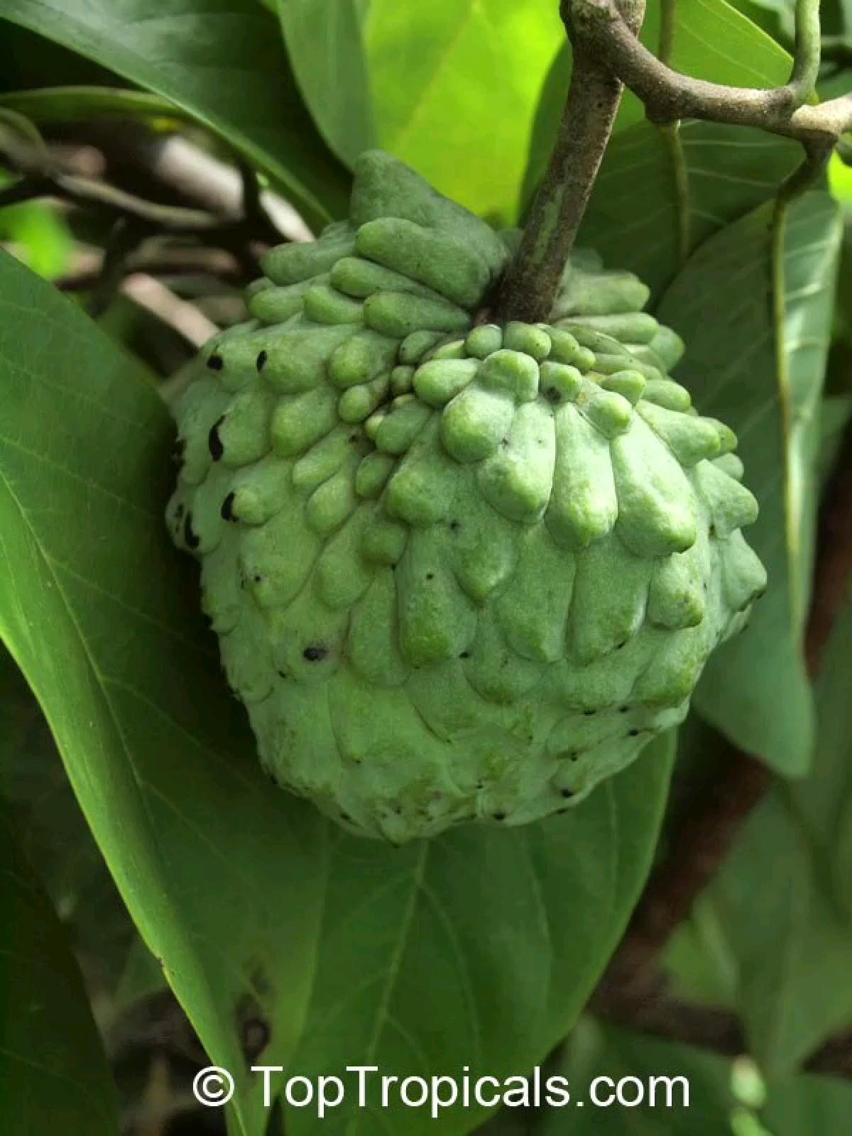How to Prune Cherimoya: Complete Pruning Guide | ForwardPlant