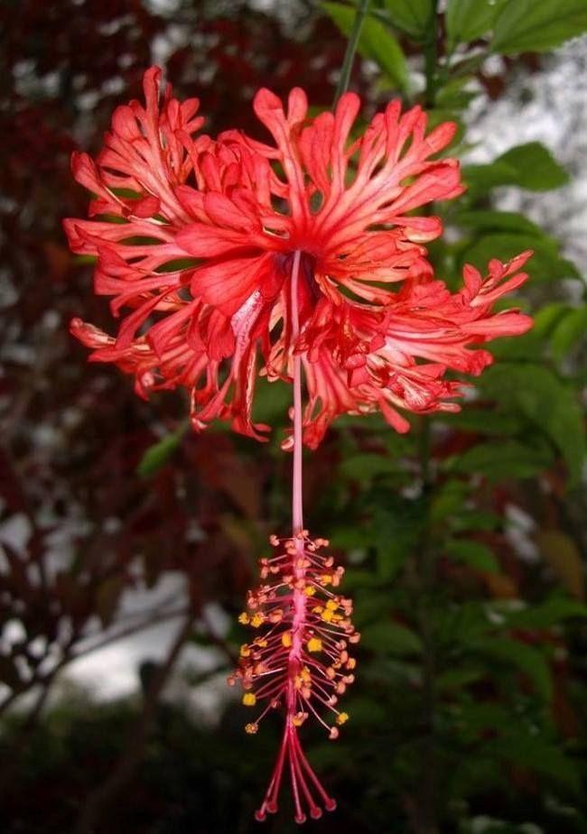 Spider hibiscus (Hibiscus schizopetalus) Care Guide: Pests, Diseases ...
