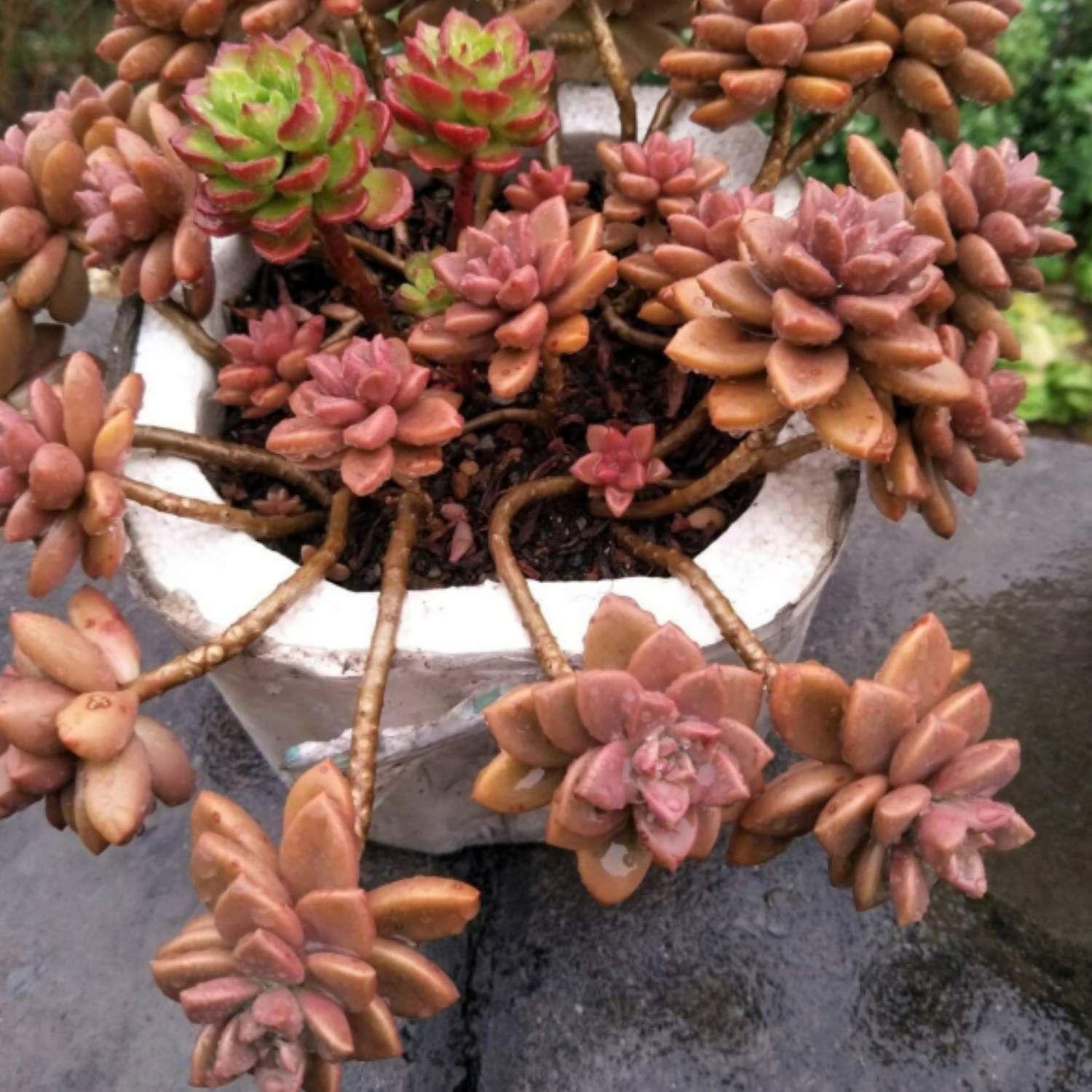 Optimal Soil for Growing Ghost plant: What You Need to Know | ForwardPlant