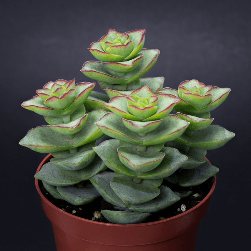 String of buttons (Crassula perforata) Care Guide: Pests, Diseases ...