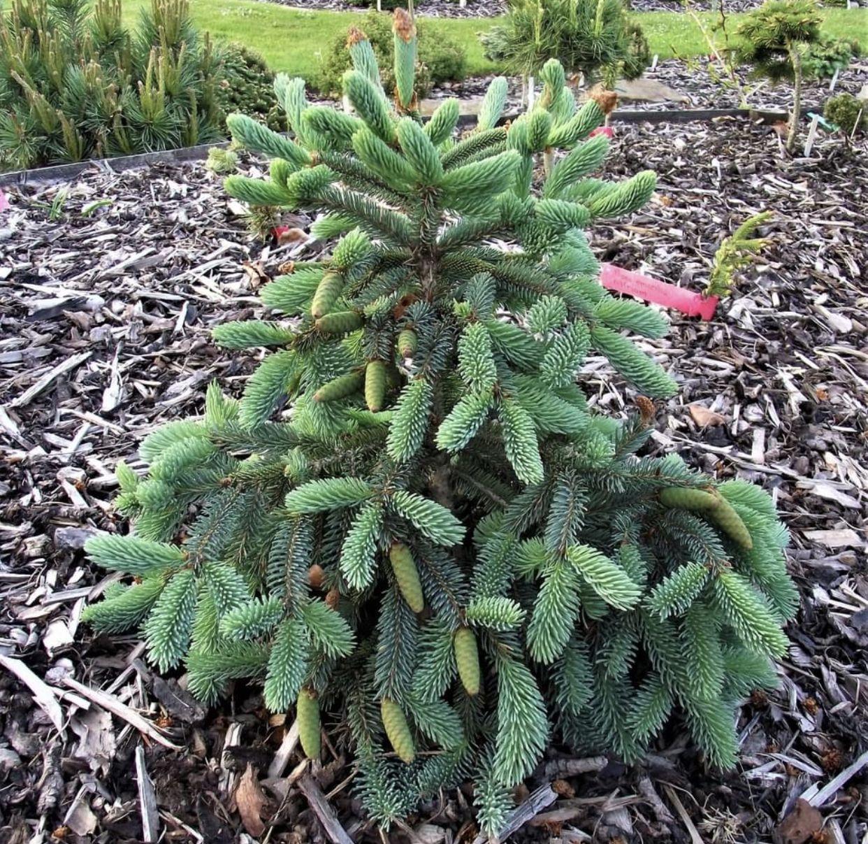 Alaska spruce, Slack spruce, Firm spruce (Picea laxa) Care Guide: Pests ...