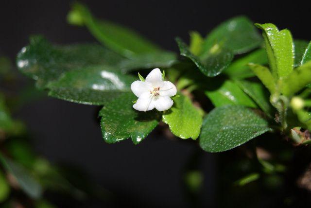 Philippine tea tree (Ehretia microphylla) Care Guide: Pests, Diseases ...