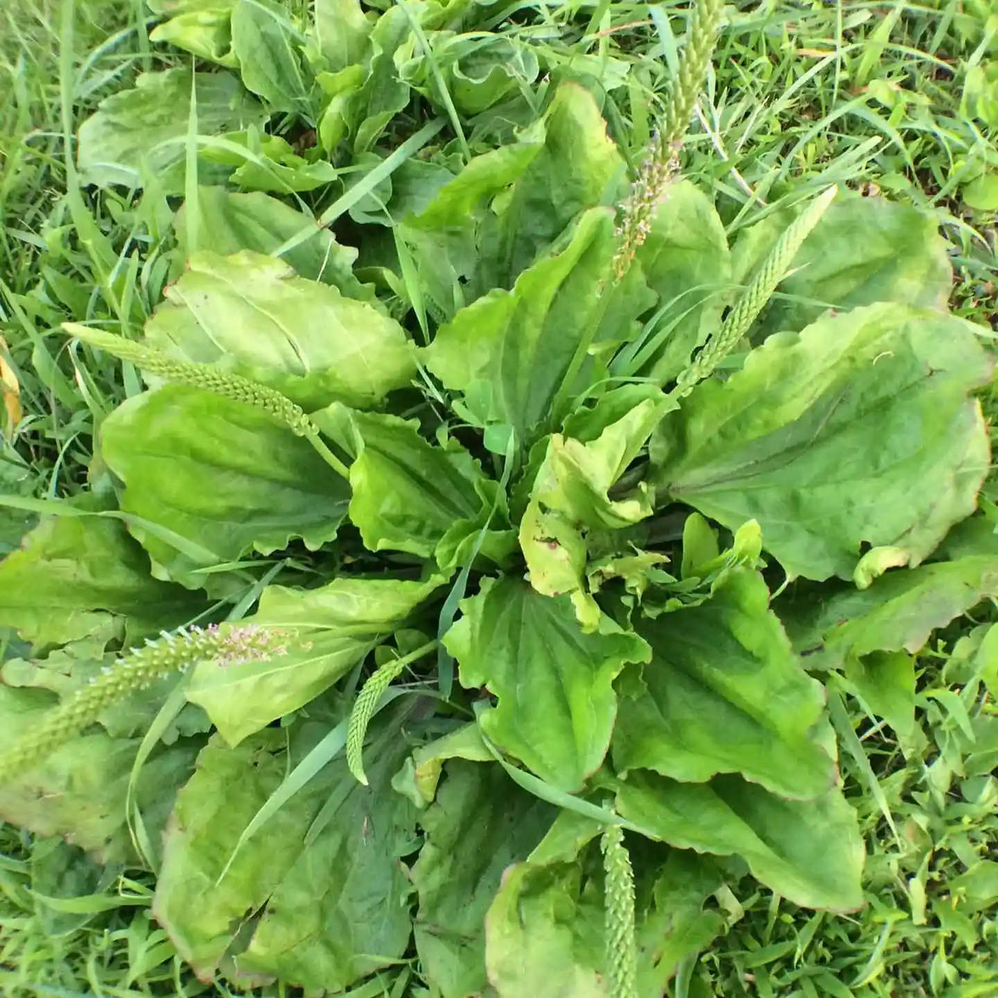How to identify Blackseed plantain (Plantago rugelii) | PlantJoy