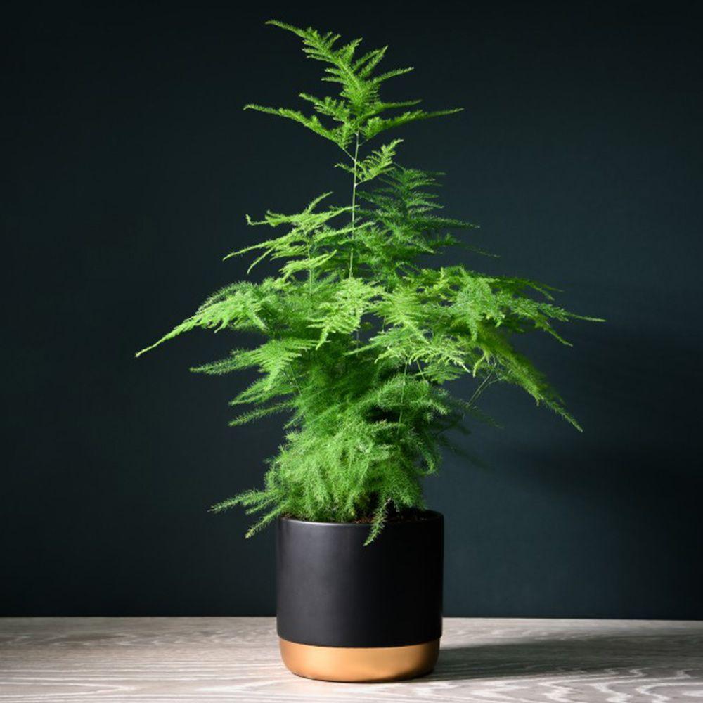 Optimal Soil for Growing Foxtail fern: What You Need to Know | ForwardPlant