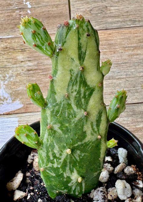 Drooping prickly pear (Opuntia monacantha) Care Guide: Pests, Diseases ...