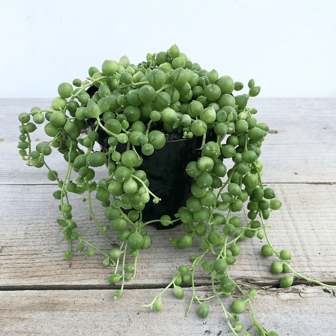 How Much Sunlight Do String of pearls Need? Complete Guide | ForwardPlant