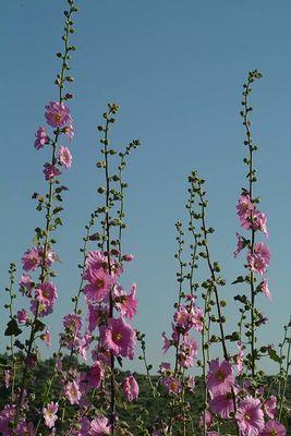 Alcea biennis (Alcea biennis) Care Guide: Pests, Diseases, Watering ...