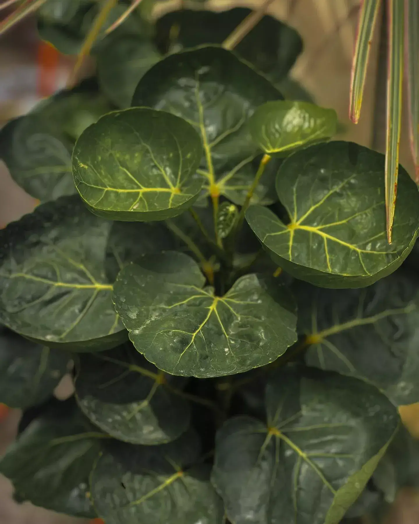 Shield aralia (Polyscias scutellaria) Care Guide: Pests, Diseases ...