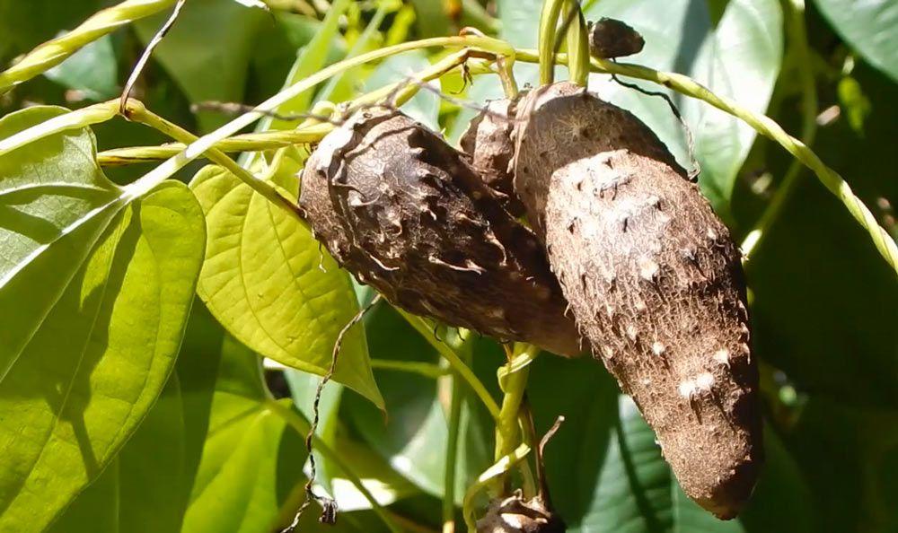 Water yam (Dioscorea alata) Care Guide: Pests, Diseases, Watering ...
