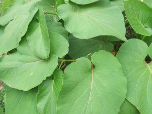 Hoja Santa (Piper auritum) Care Guide: Pests, Diseases, Watering ...