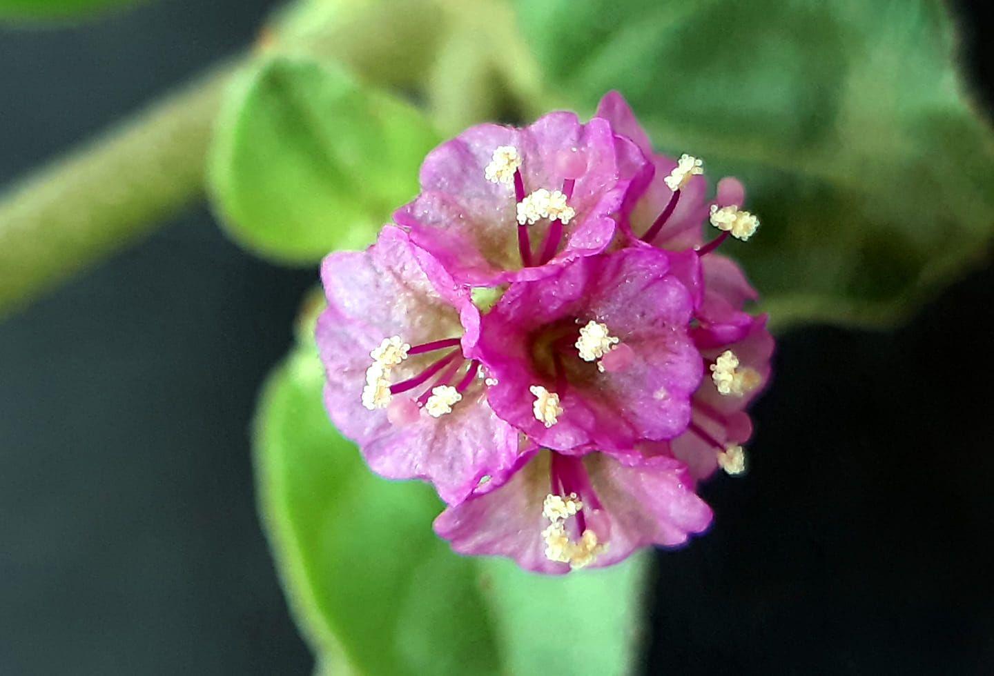 Red spiderling (Boerhavia diffusa) Care Guide: Pests, Diseases ...