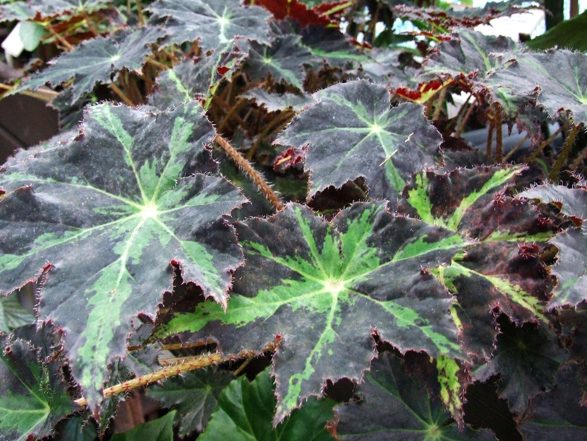 Starleaf begonia (Begonia heracleifolia) Care Guide: Pests, Diseases ...