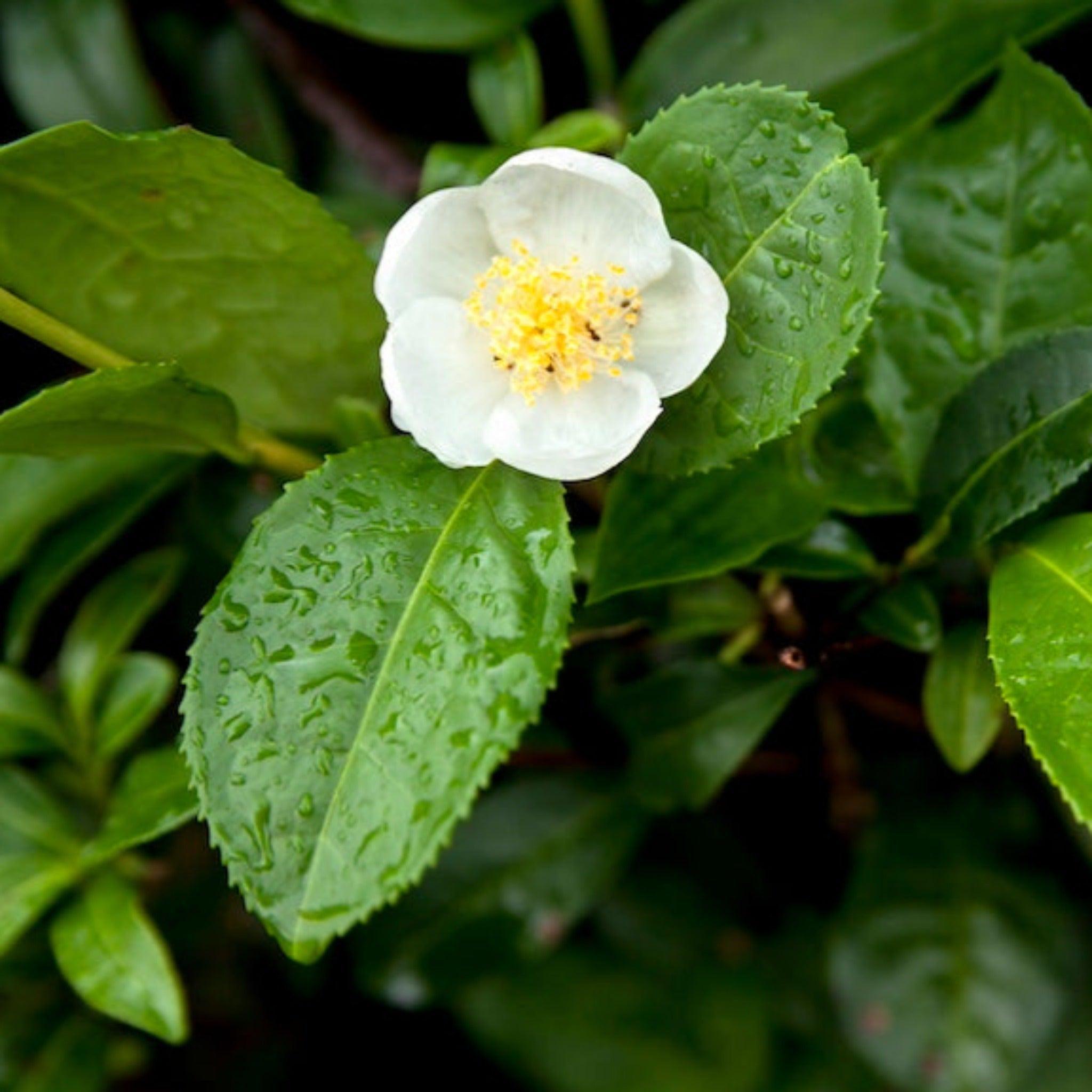 How to Prune Tea: Complete Pruning Guide | ForwardPlant
