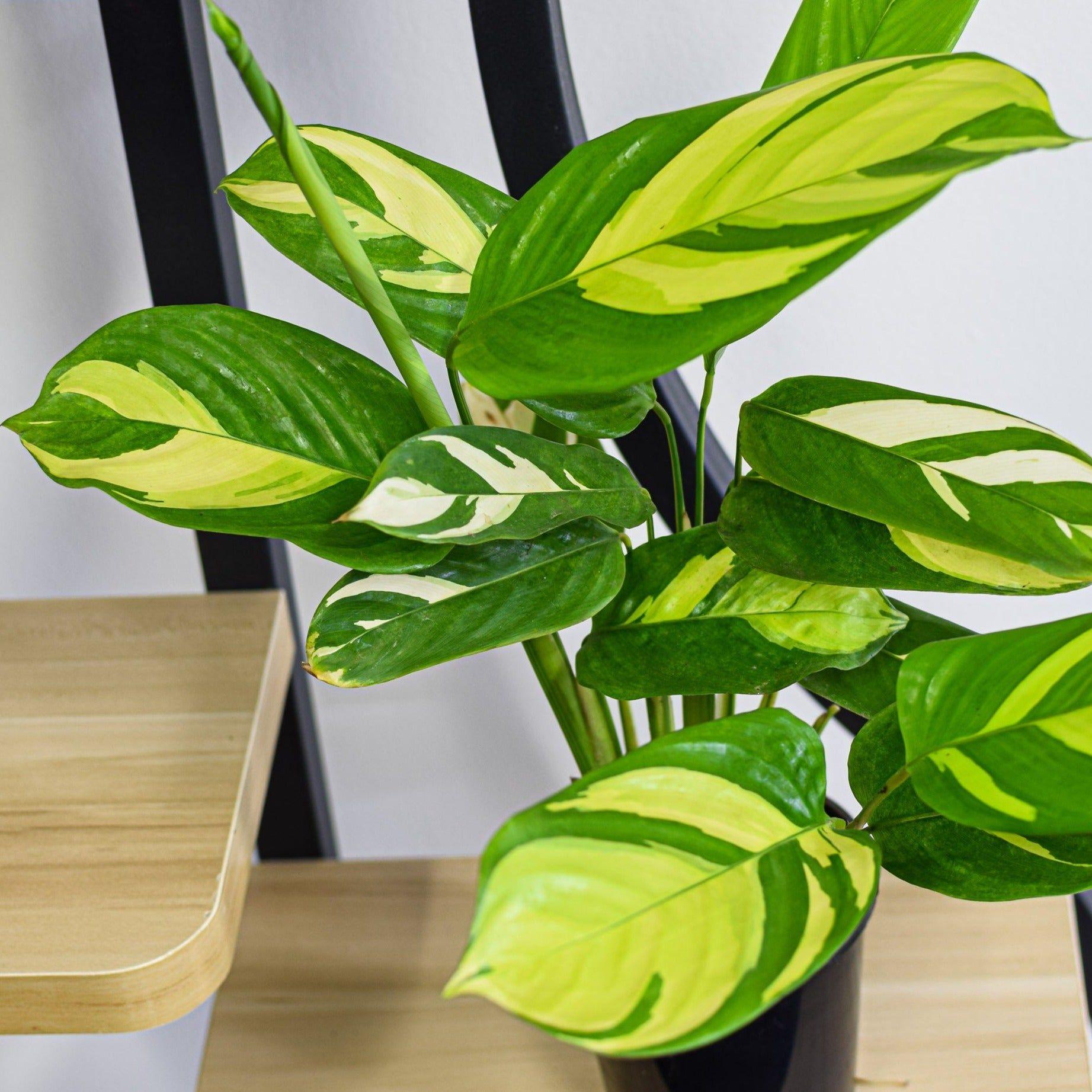 Bamburanta, Never Never Plant (Ctenanthe lubbersiana) Care Guide: Pests ...