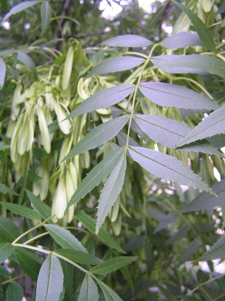 Narrow-leaved ash (Fraxinus angustifolia) Care Guide: Pests, Diseases, Watering, Fertilizing ...