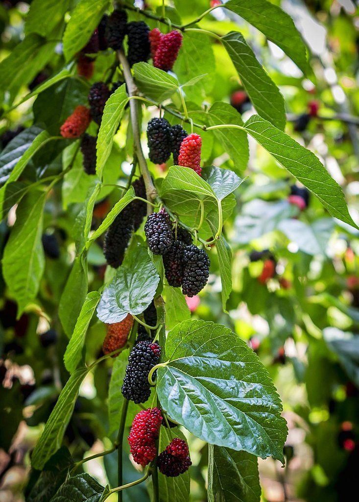 Black mulberry (Morus nigra) Care Guide: Pests, Diseases, Watering ...