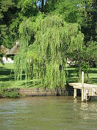 Wisconsin weeping willow (Salix pendulina) Care Guide: Pests, Diseases ...