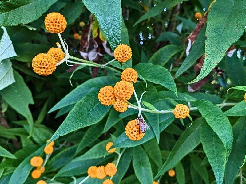 Orange ball tree (Buddleja globosa) Care Guide: Pests, Diseases ...