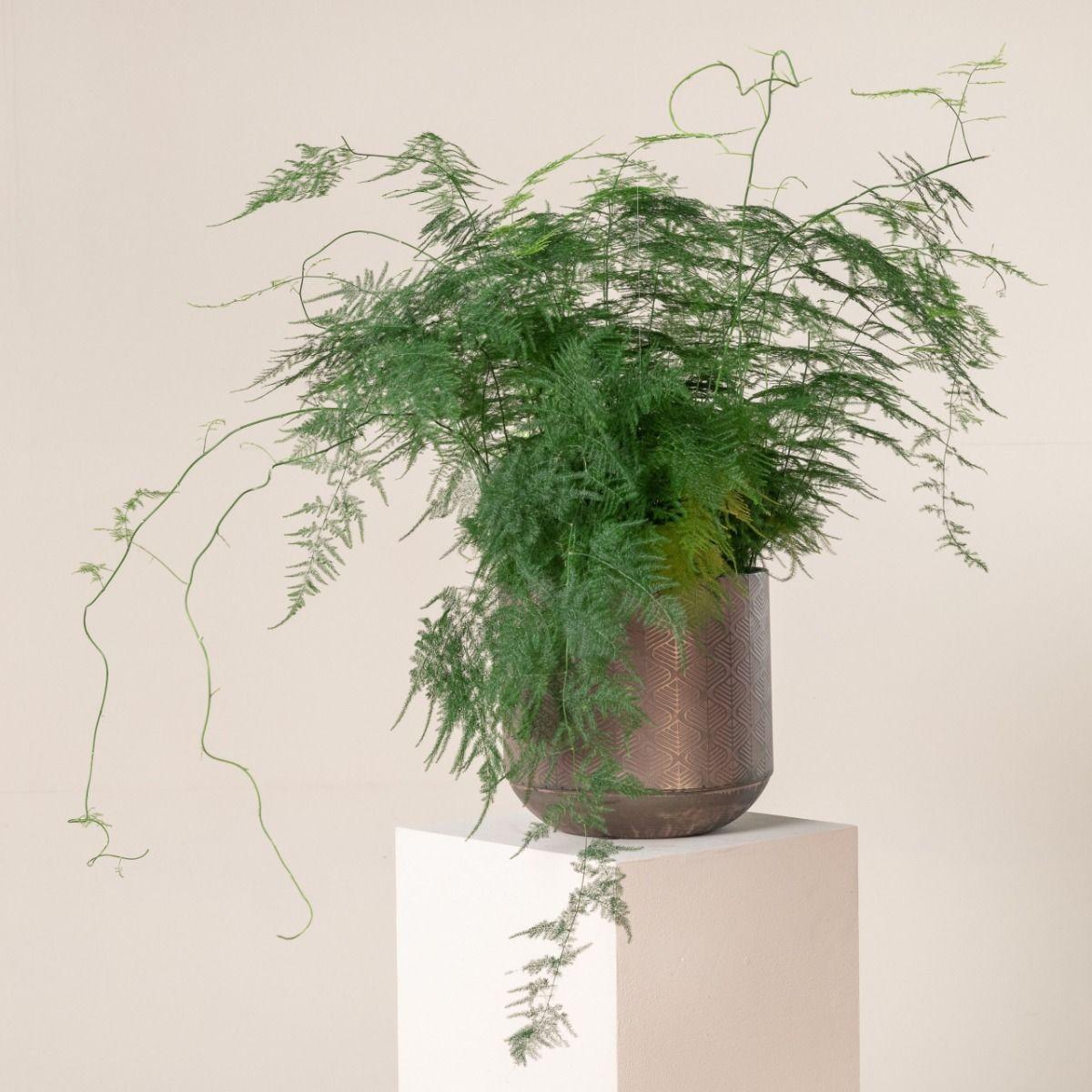 Common asparagus fern (Asparagus setaceus) Care Guide: Pests, Diseases ...
