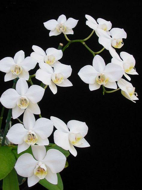 How to Prune Aphrodite's phalaenopsis: Complete Pruning Guide | PlantJoy