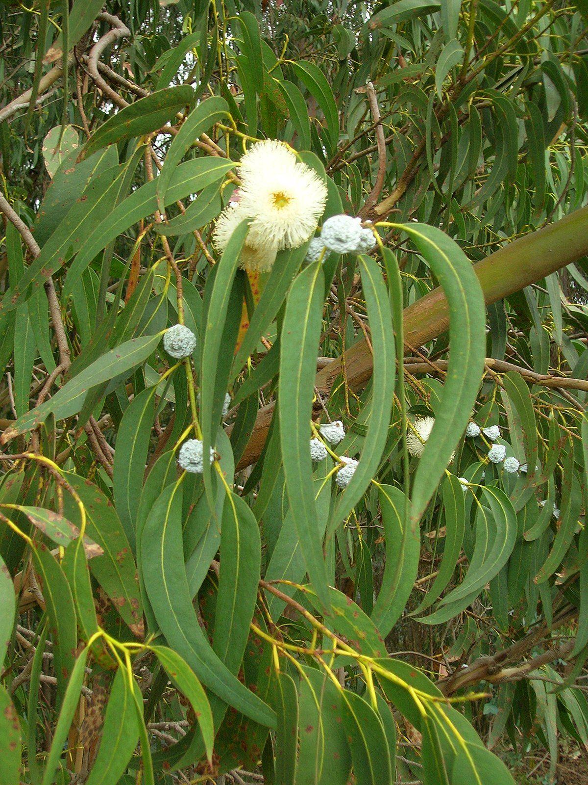 Optimal Soil for Growing Tasmanian blue gum: What You Need to Know ...