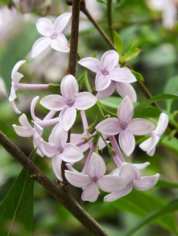 Syringa persica (Syringa persica) Care Guide: Pests, Diseases, Watering ...