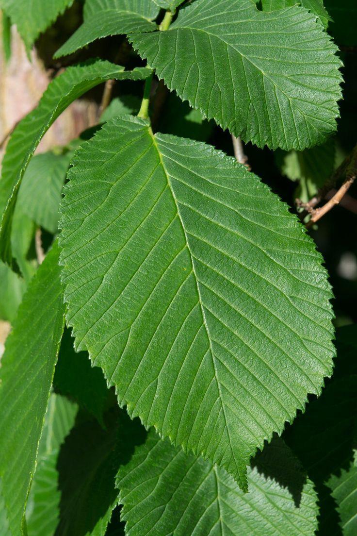 How Much Sunlight Do European white elm Need? Complete Guide | ForwardPlant