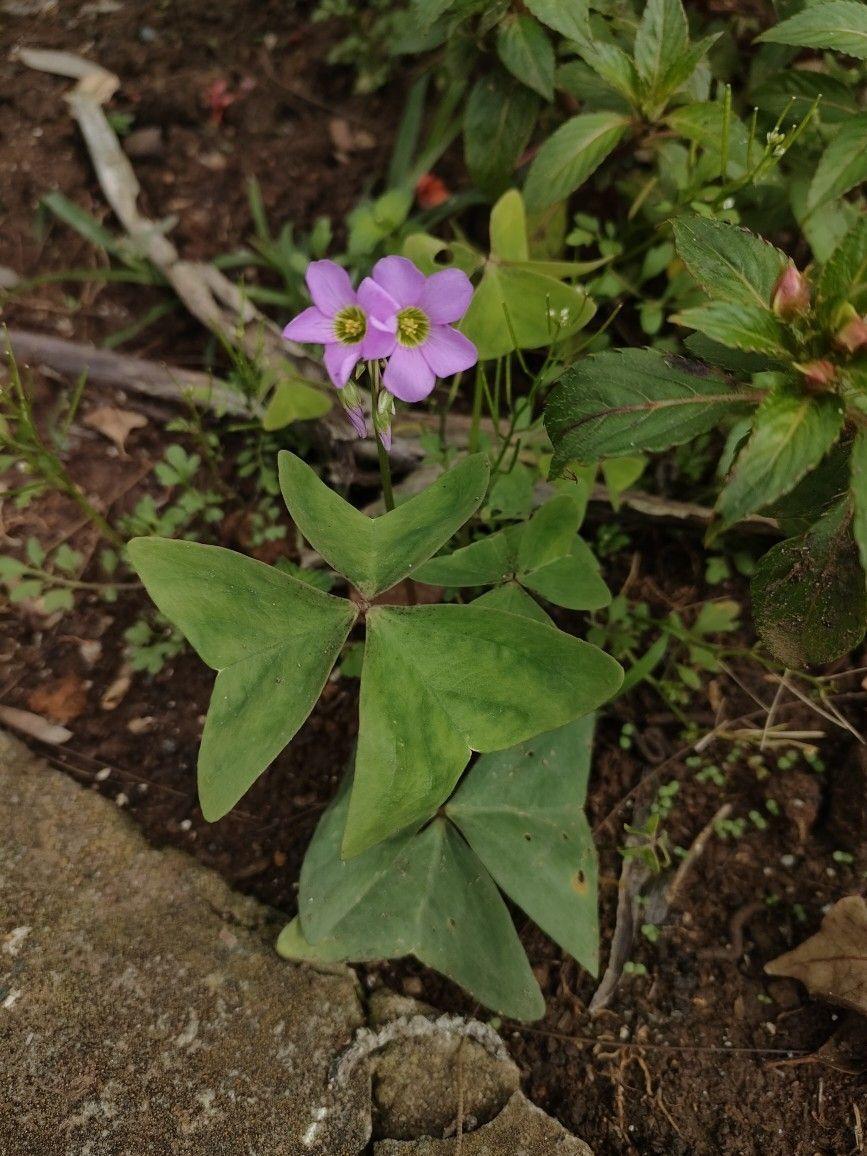 Optimal Soil for Growing Broadleaf woodsorrel: What You Need to Know ...
