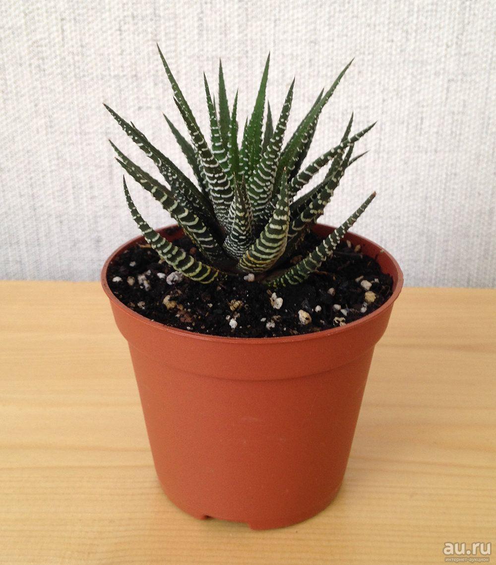 Zebra plant (Haworthiopsis fasciata) Care Guide: Pests, Diseases ...