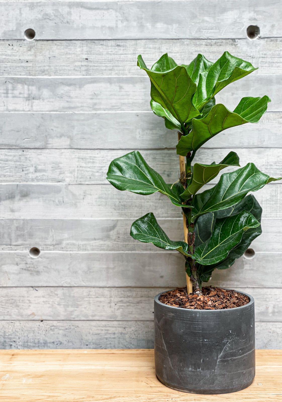 Fiddle-leaf fig (Ficus pandurata) Care Guide: Pests, Diseases, Watering ...