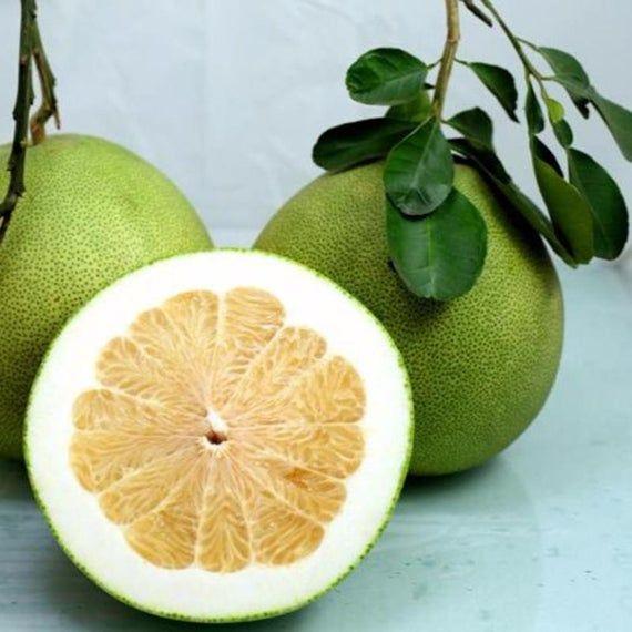 Citrus maxima (Citrus maxima) Care Guide: Pests, Diseases, Watering ...