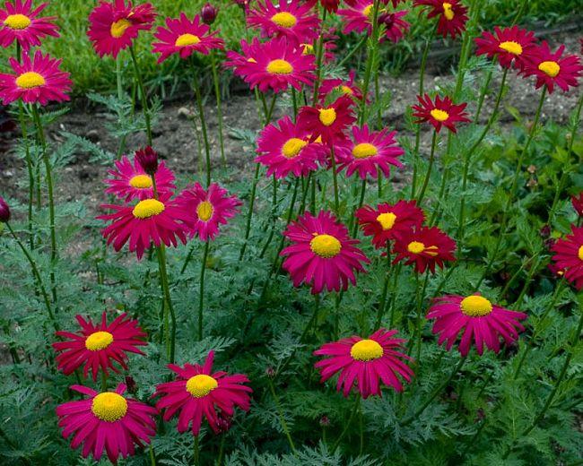 How to Prune Pyrethrum: Complete Pruning Guide | ForwardPlant