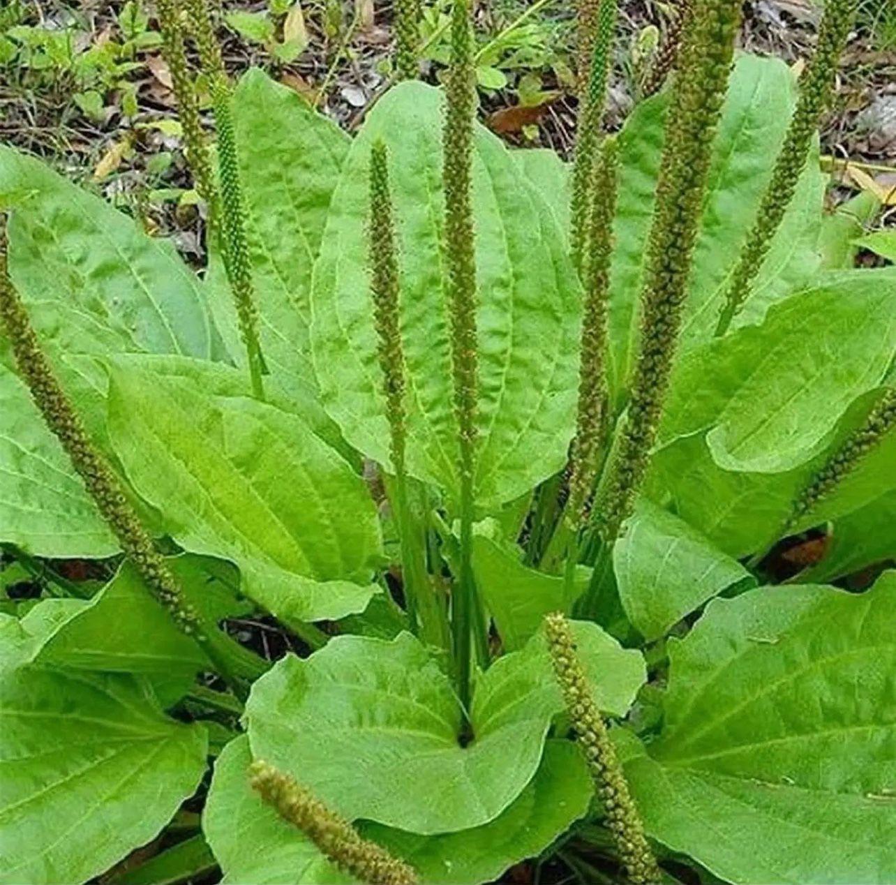 How to identify Blackseed plantain (Plantago rugelii) | PlantJoy