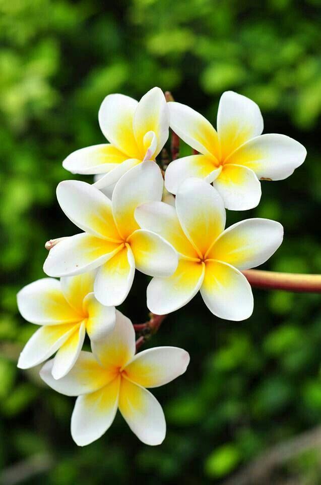 Red frangipani (Plumeria rubra) Care Guide: Pests, Diseases, Watering ...