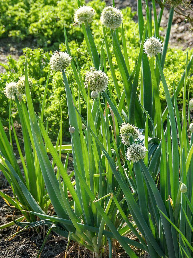 Welsh onion (Allium fistulosum) Care Guide: Pests, Diseases, Watering ...