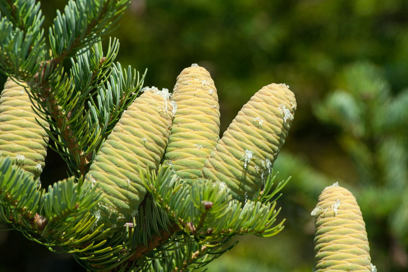 Manchurian fir (Abies holophylla) Care Guide: Pests, Diseases, Watering ...
