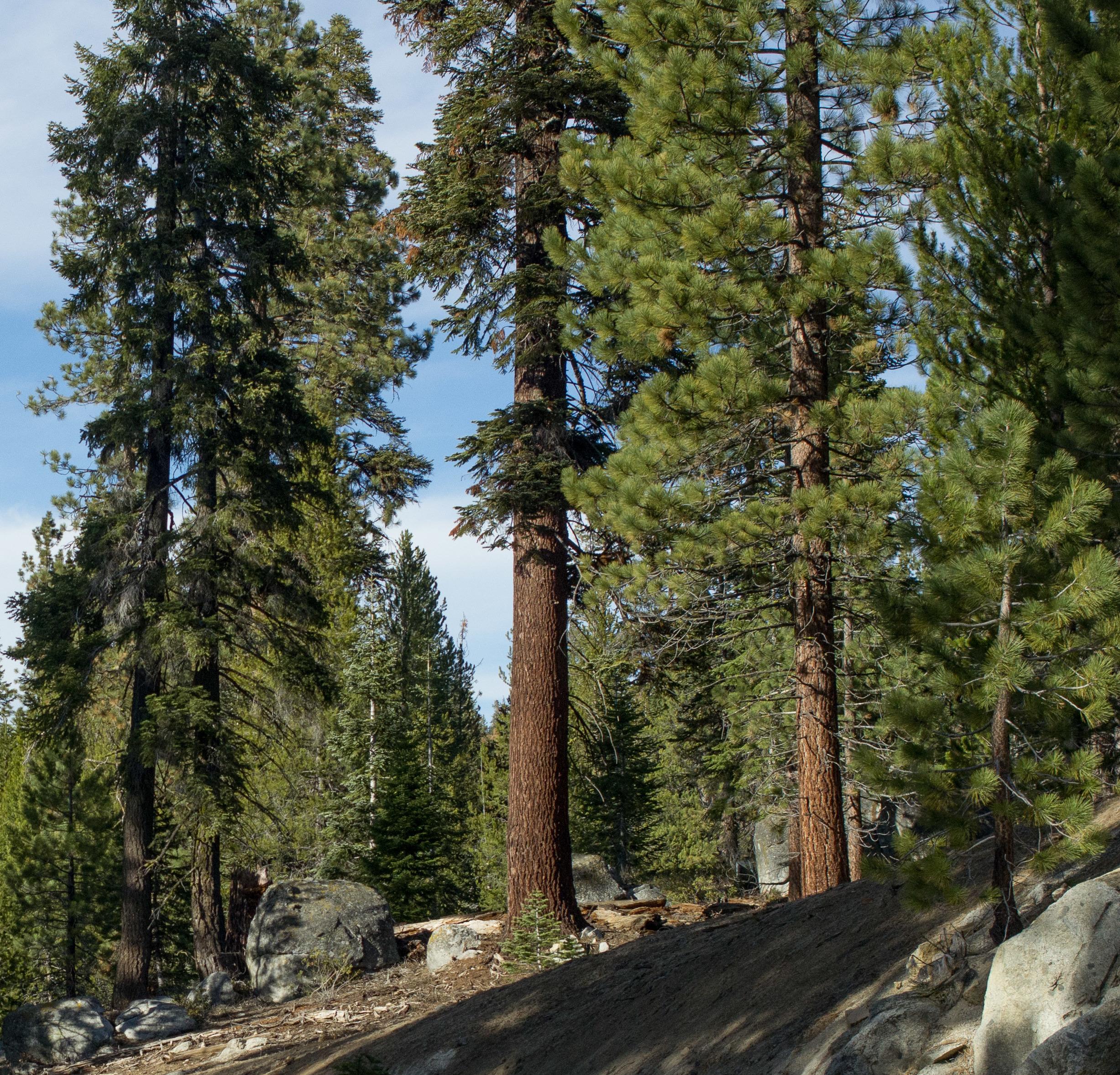 Shasta red fir (Abies magnifica) Care Guide: Pests, Diseases, Watering ...