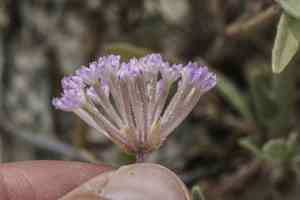 How to Transplant Purple sand verbena: Complete Transplanting Guide ...