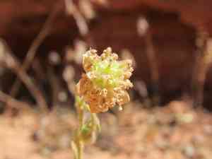 How to Prune Fragrant white sand verbena: Complete Pruning Guide | PlantJoy