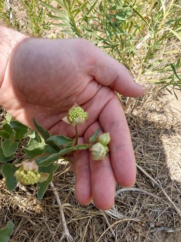 Snowball sand verbena (Abronia fragrans) Care Guide: Pests, Diseases ...