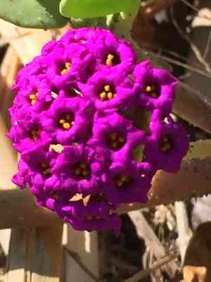 Red sand verbena (Abronia maritima) Care Guide: Pests, Diseases ...