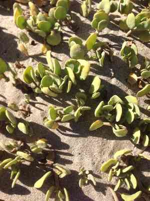 Red sand verbena (Abronia maritima) Care Guide: Pests, Diseases ...