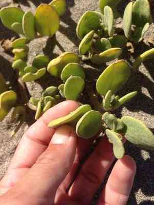 Red sand verbena (Abronia maritima) Care Guide: Pests, Diseases ...