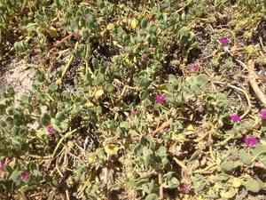 Red sand verbena (Abronia maritima) Care Guide: Pests, Diseases ...