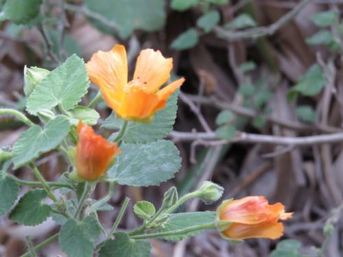 Hairy indian mallow (Abutilon grandifolium) Care Guide: Pests, Diseases ...