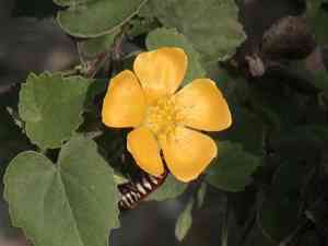 Indian mallow (Abutilon indicum) Care Guide: Pests, Diseases, Watering ...