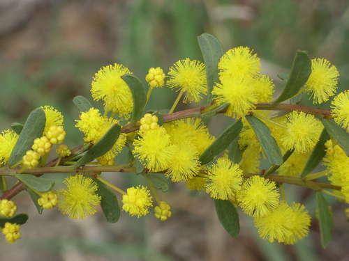 Gold-dust acacia (Acacia acinacea) Care Guide: Pests, Diseases ...