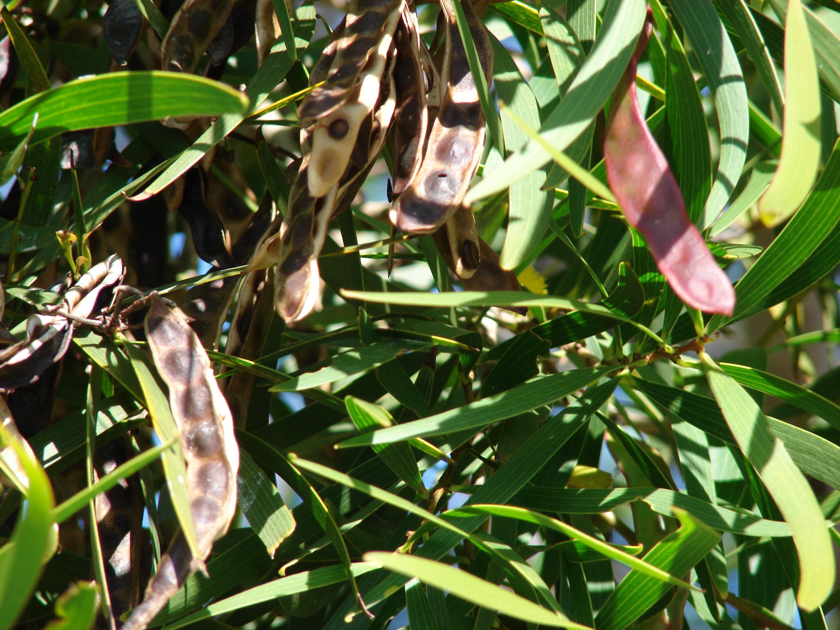 Small Philippine Acacia (Acacia confusa) Care Guide: Pests, Diseases ...
